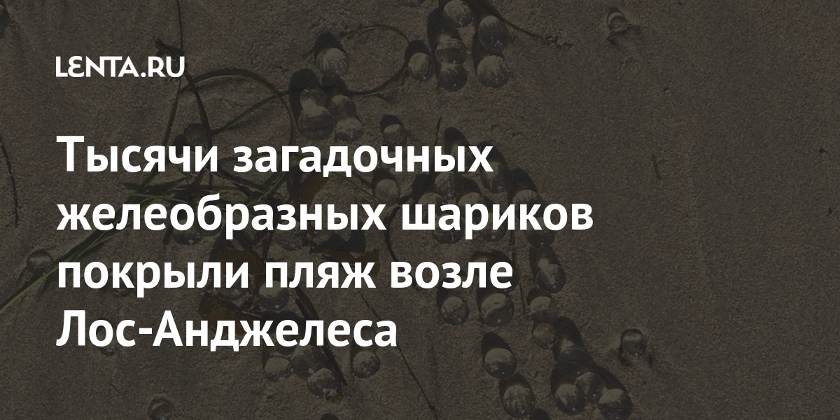 Тысячи загадочных желеобразных шариков покрыли пляж возле Лос-Анджелеса ...
