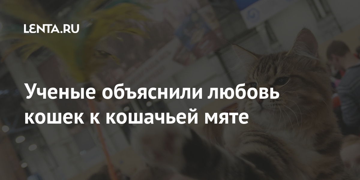 Ученые объяснили любовь кошек к кошачьей мяте: Наука: Наука и техника ...
