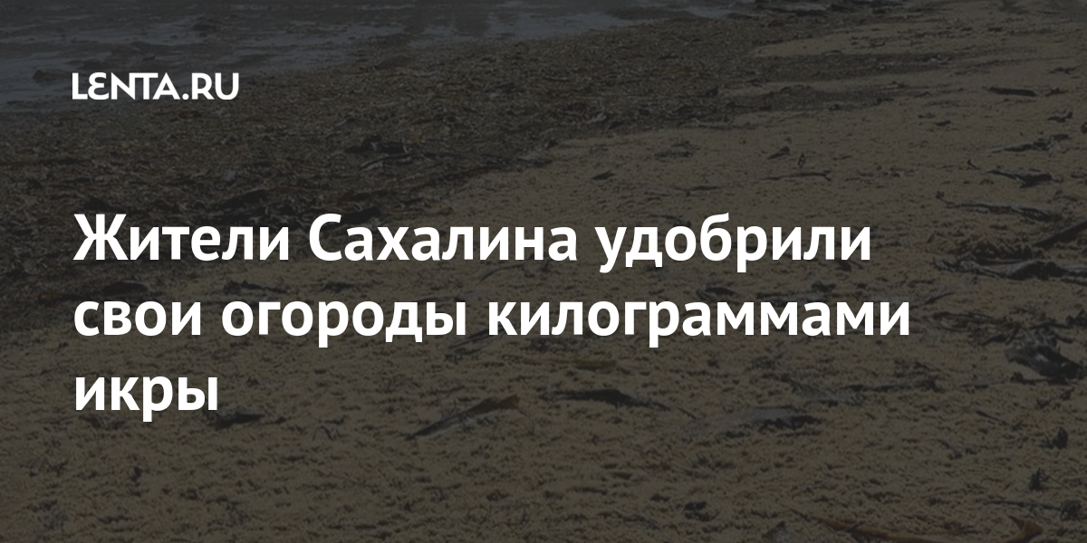 Жители Сахалина удобрили свои огороды килограммами икры: Регионы ...