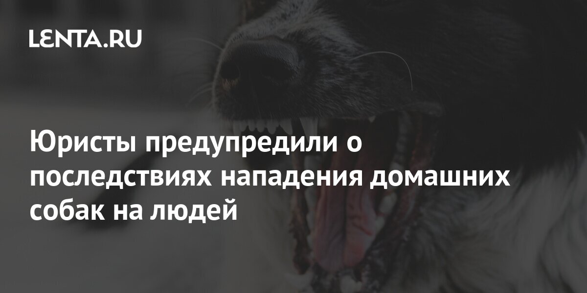 Юристы предупредили о последствиях нападения домашних собак на людей ...