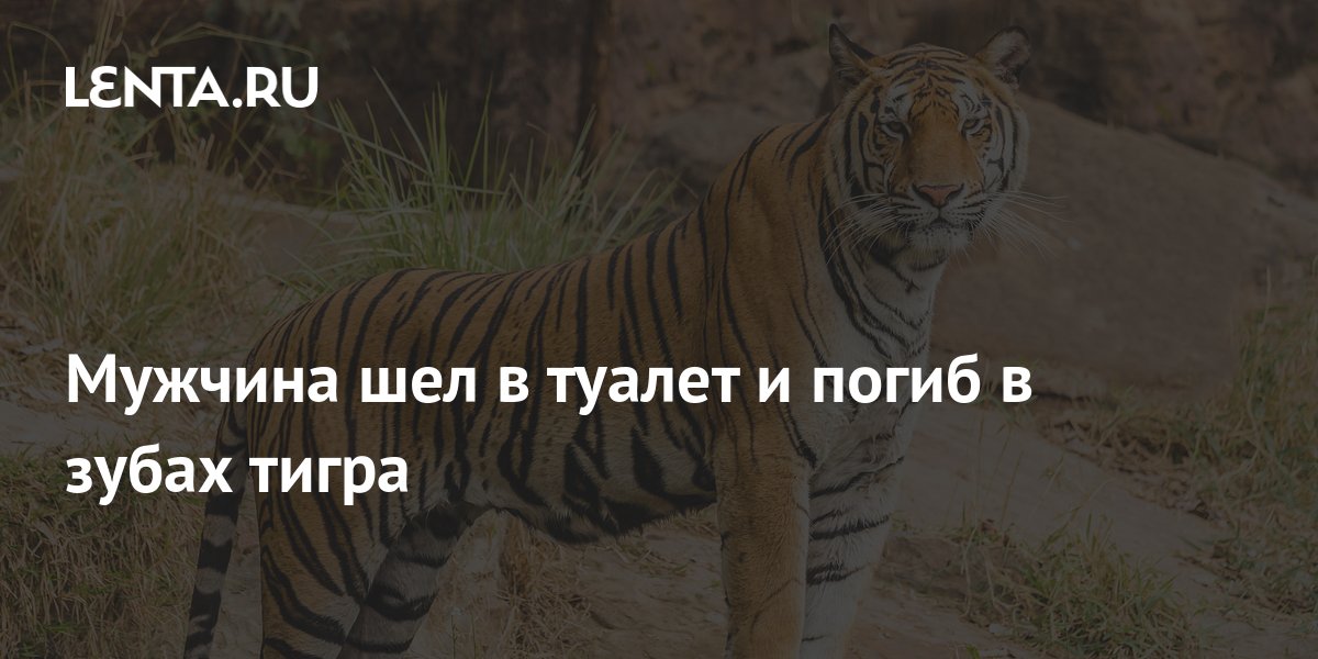 Мужчина шел в туалет и погиб в зубах тигра Звери Из жизни