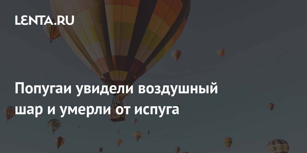 Попугаи увидели воздушный шар и умерли от испуга: Звери: Из жизни: Lenta.ru