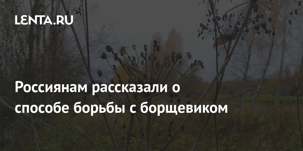 Россиянам рассказали о способе борьбы с борщевиком: Край: Среда ...