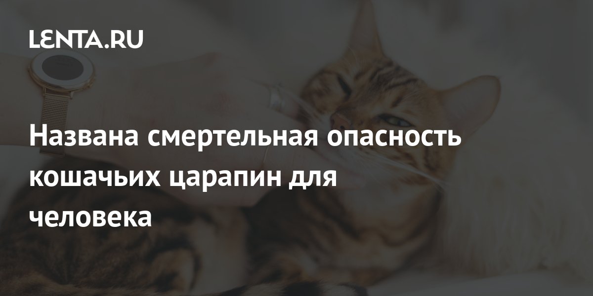Названа смертельная опасность кошачьих царапин для человека: Уход за ...