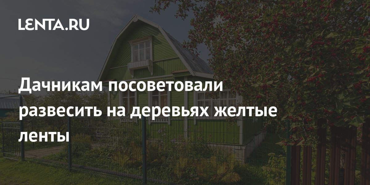 Дачникам посоветовали развесить на деревьях желтые ленты: Дом: Среда ...