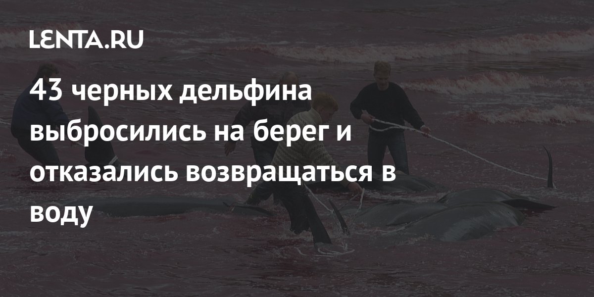43 черных дельфина выбросились на берег и отказались возвращаться в воду: Звери: Из жизни: Lenta.ru
