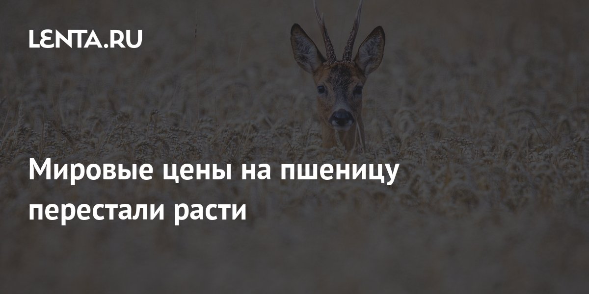 Мировые цены на пшеницу перестали расти Рынки Экономика