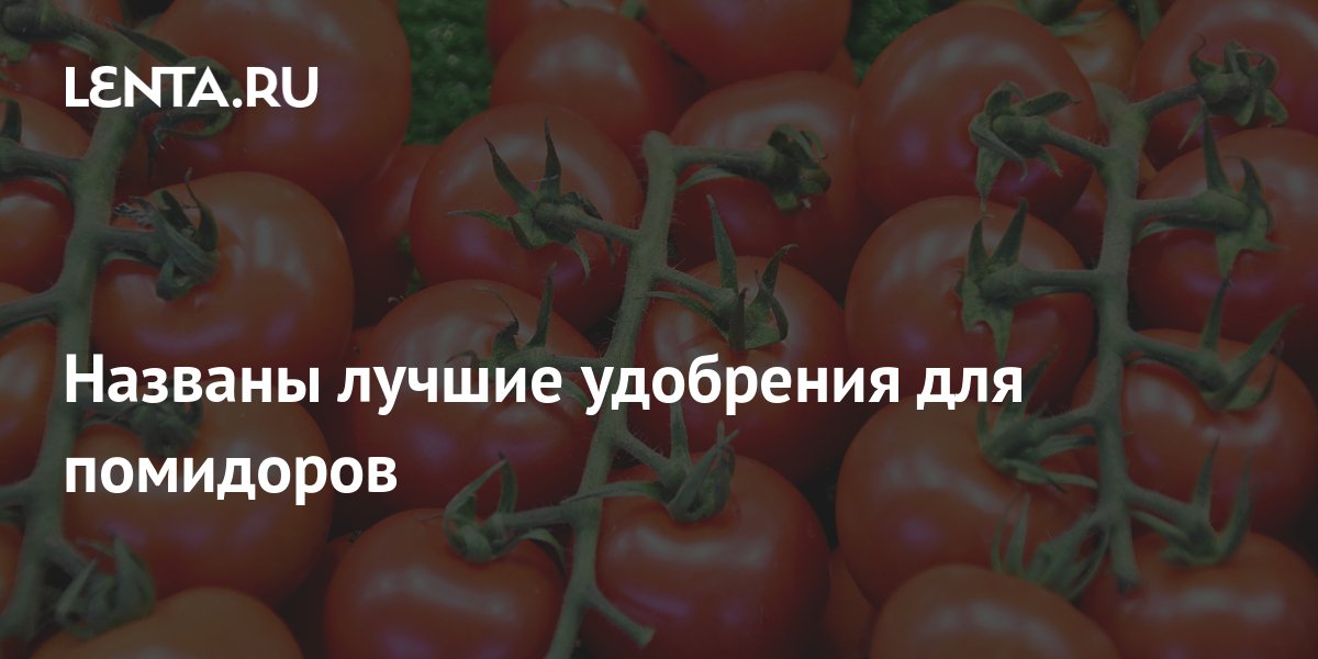 Названы лучшие удобрения для помидоров: Среда обитания: Lenta.ru