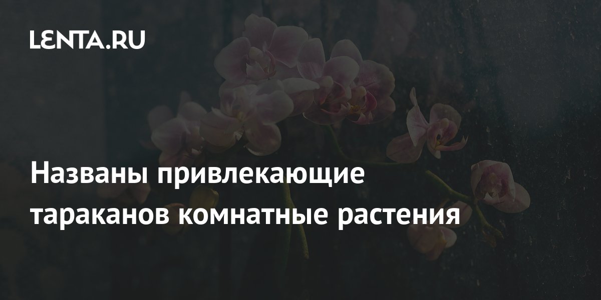 Названы привлекающие тараканов комнатные растения: Дом: Среда обитания ...