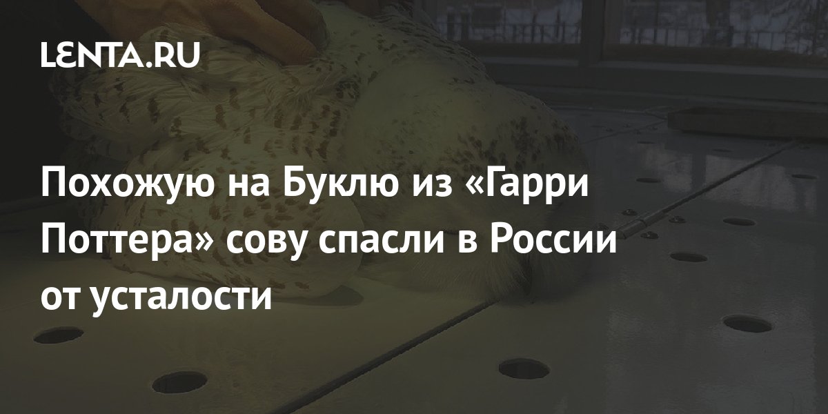 Похожую на Буклю из «Гарри Поттера» сову спасли в России от усталости: Явления: 69-я параллель ...