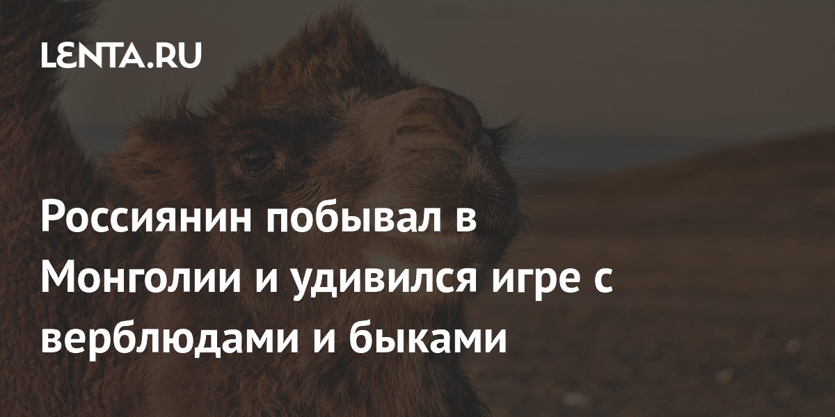Россиянин побывал в Монголии и удивился игре с верблюдами и быками ...