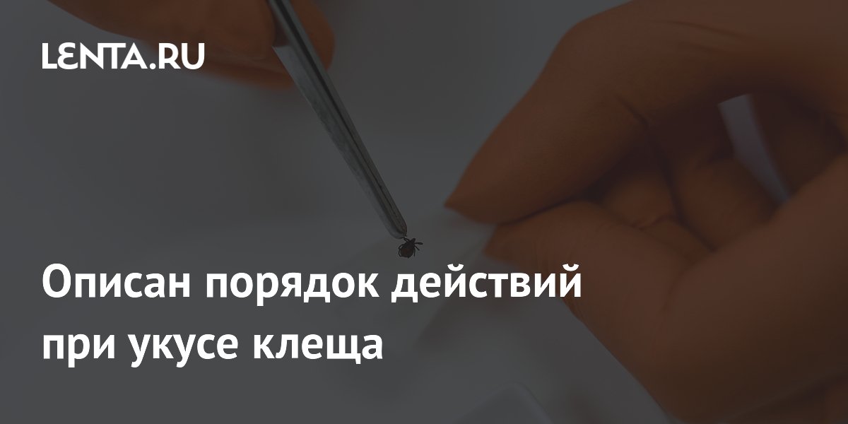 Описан порядок действий при укусе клеща: Общество: Россия: Lenta.ru