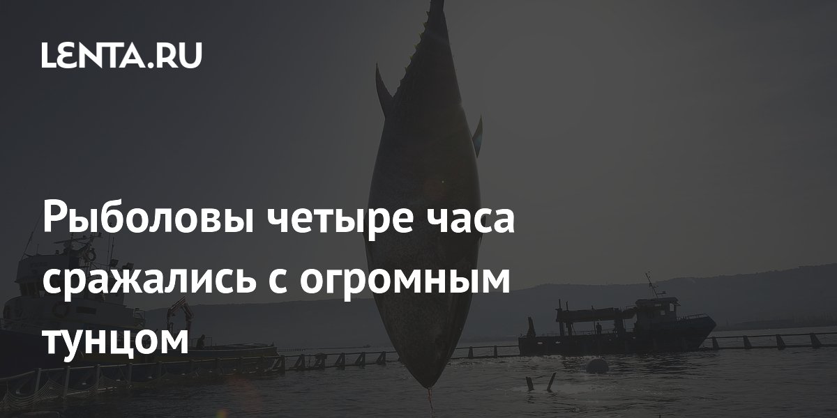 Рыболовы четыре часа сражались с огромным тунцом: Звери: Из жизни: Lenta.ru