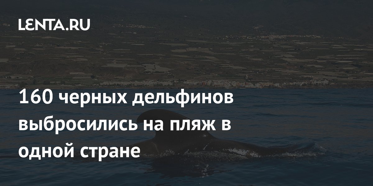 160 черных дельфинов выбросились на пляж в одной стране: Звери: Из жизни: Lenta.ru