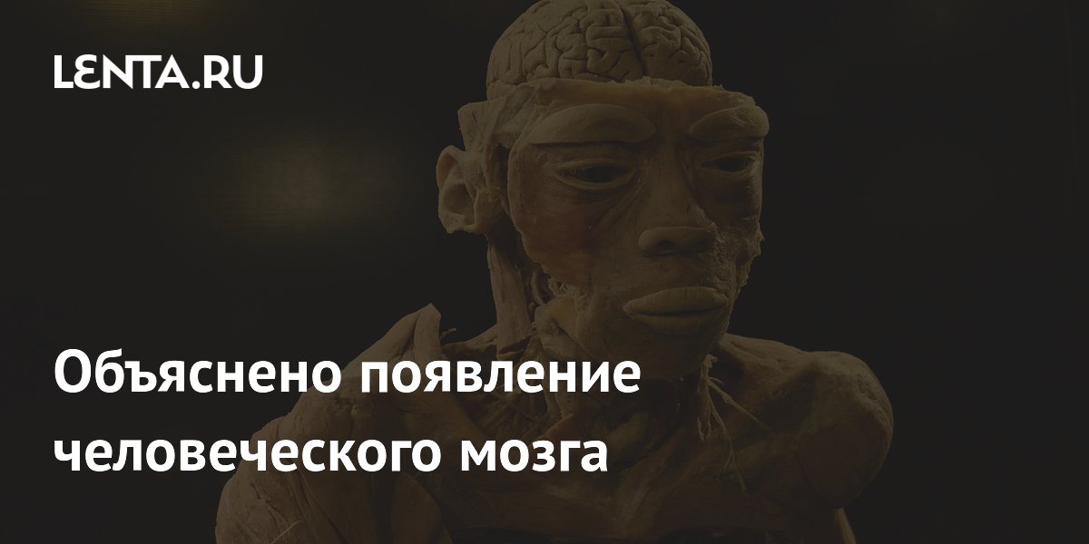Объяснено появление человеческого мозга: Наука: Наука и техника: Lenta.ru