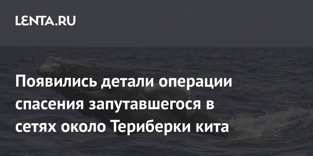 Появились детали операции спасения запутавшегося в сетях около Териберки кита: События: 69-я ...