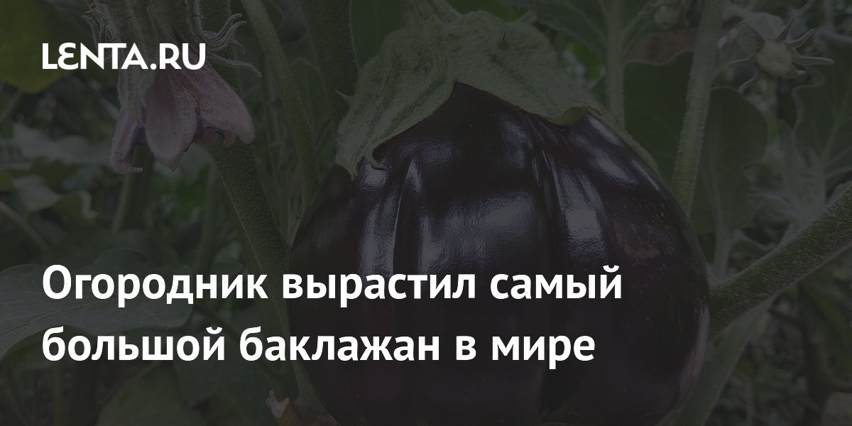 Огородник вырастил самый большой баклажан в мире: Счастливчики: Из ...