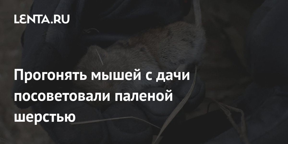 Прогонять мышей с дачи посоветовали паленой шерстью: Городская среда ...