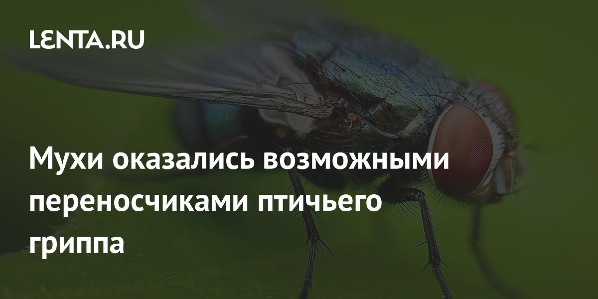 Мухи оказались возможными переносчиками птичьего гриппа: Наука: Наука и ...