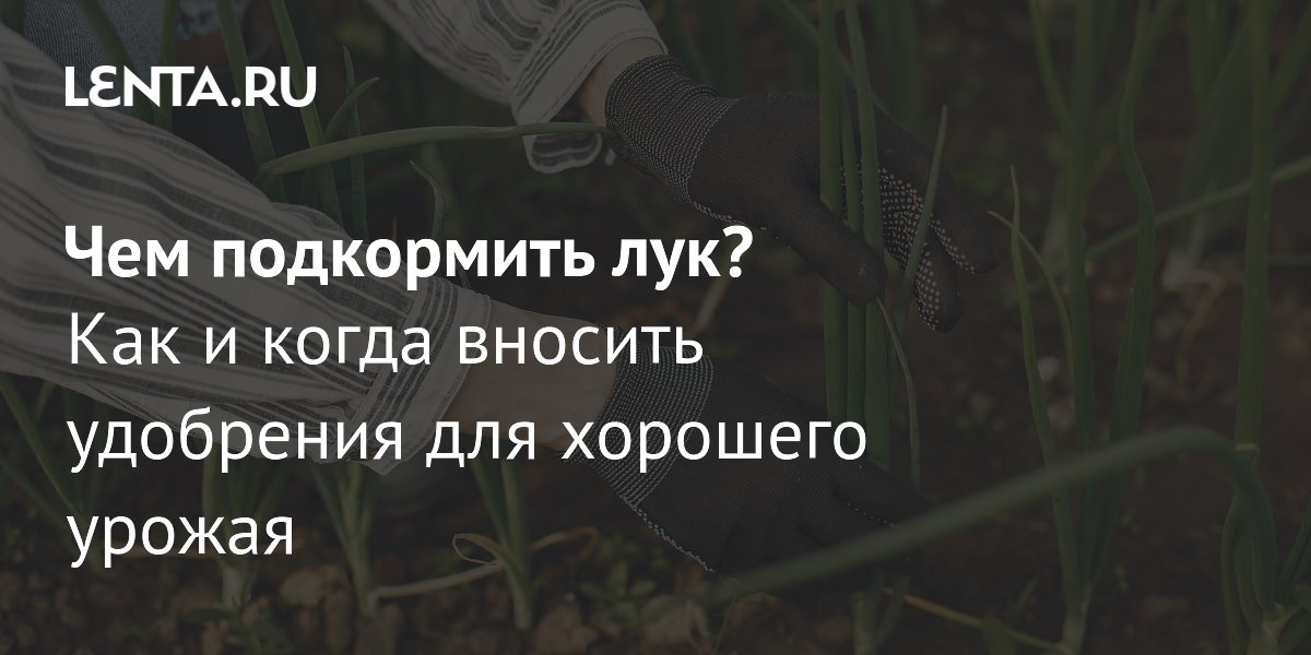 Чем подкормить лук: как часто вносить удобрения, какие средства ...