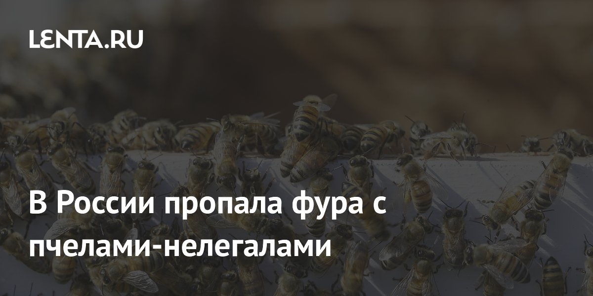 В России пропала фура с пчелами-нелегалами: Общество: Россия: Lenta.ru