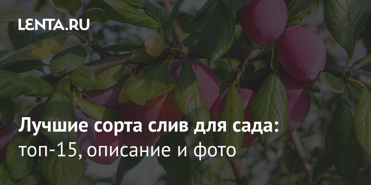 Топ-15 лучших сортов слив: описание, фото, вкусовые качества, отзывы ...