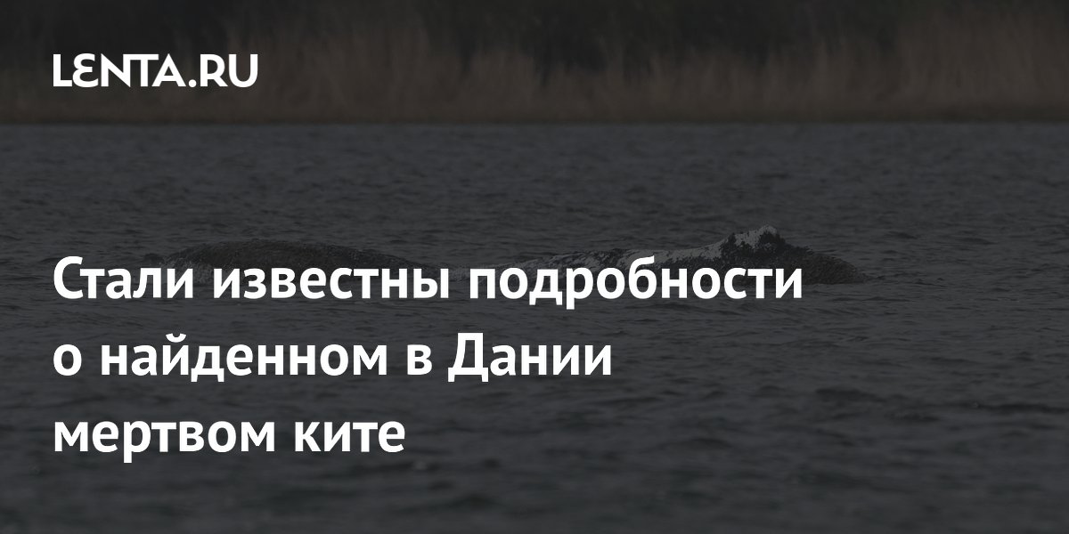 Стали известны подробности о найденном в Дании мертвом ките: Звери: Из ...