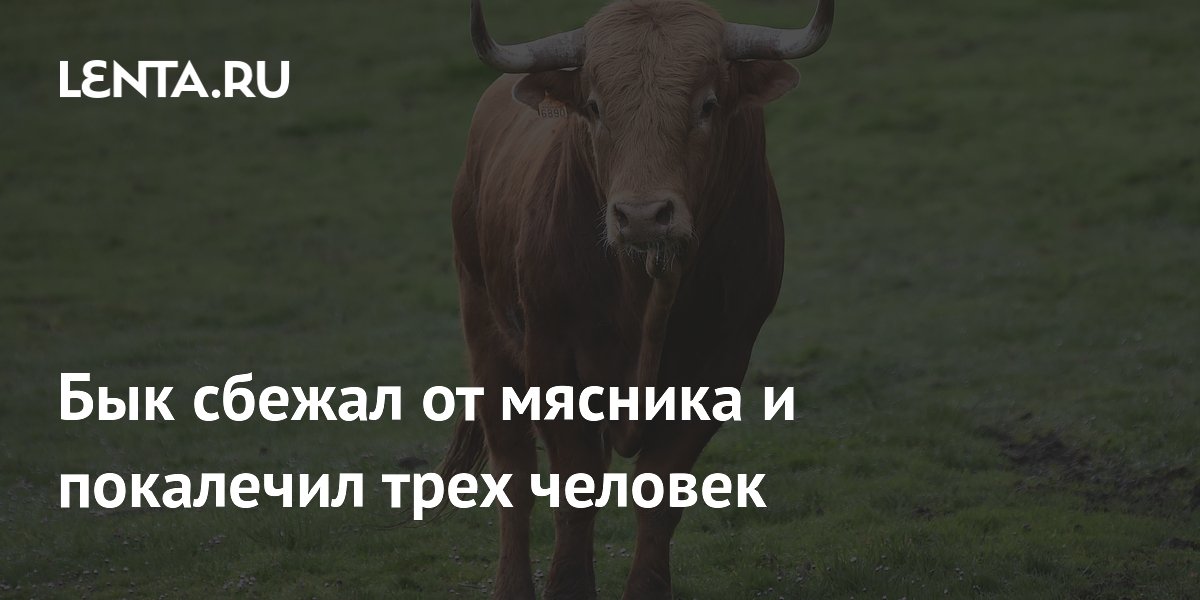 Бык сбежал от мясника и покалечил трех человек: Звери: Из жизни: Lenta.ru